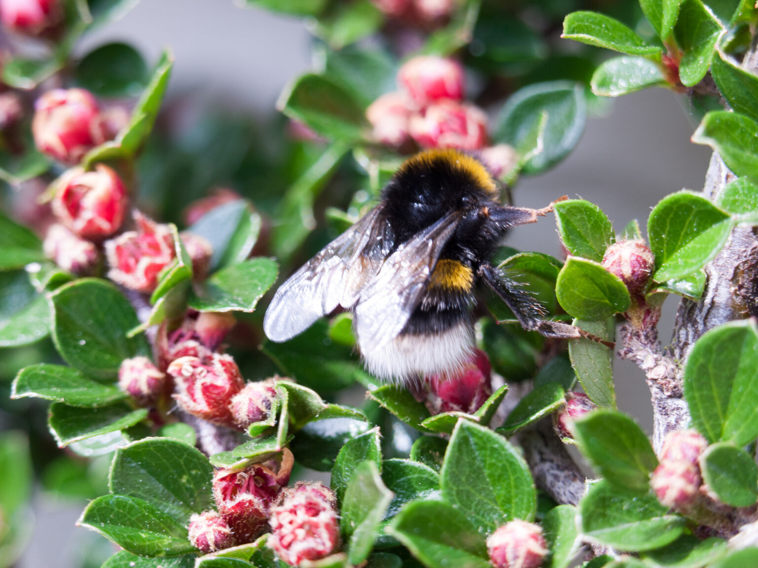 Een hommel herkennen: waar moet je op letten?