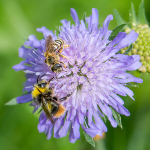 Bijen en bloemen: help de bij met de juiste bloemen in je tuin